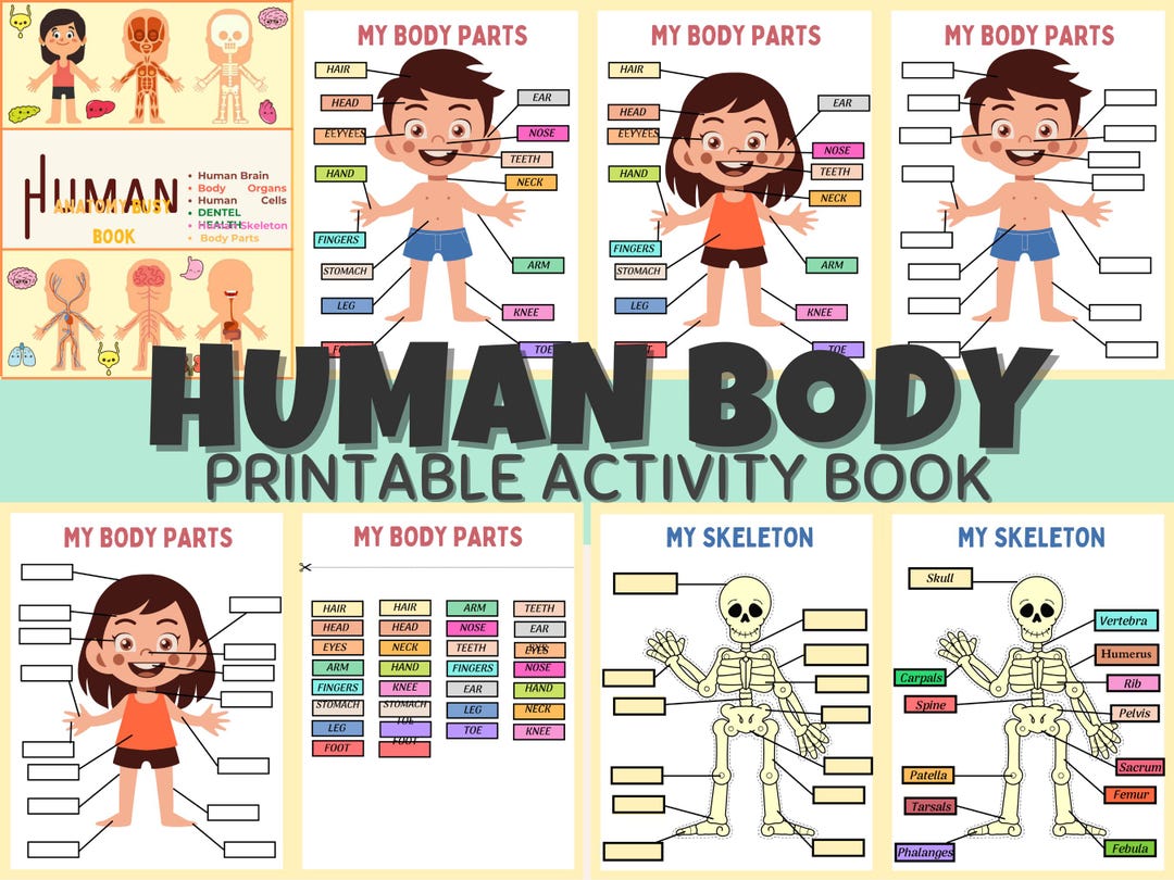 Human Body Anatomy Activity Sheets | Kids Printable Science Worksheets ...