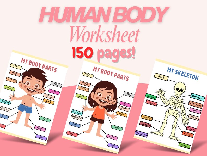 Human Body Anatomy Activity Sheets: Printable Science Worksheets (PDF ...