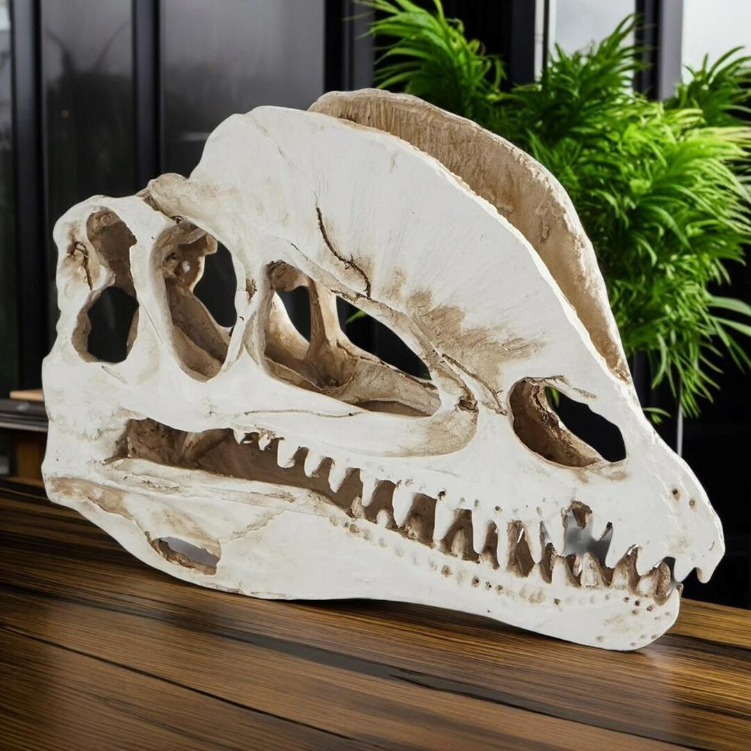 Dilophosaurus Skull Sculpture, Antique Finish Resin Dinosaur Fossil ...