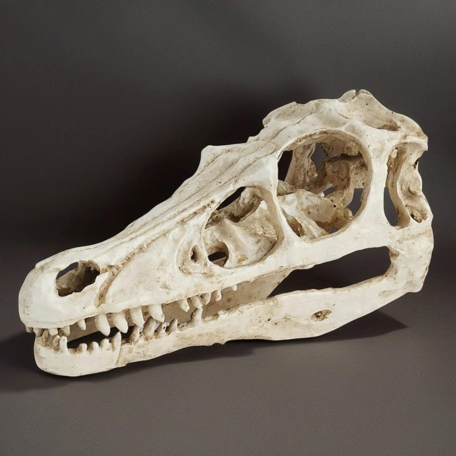 Handcrafted Resin Hadrosaur Skull – Realistic Faux Bone Dinosaur Skull ...