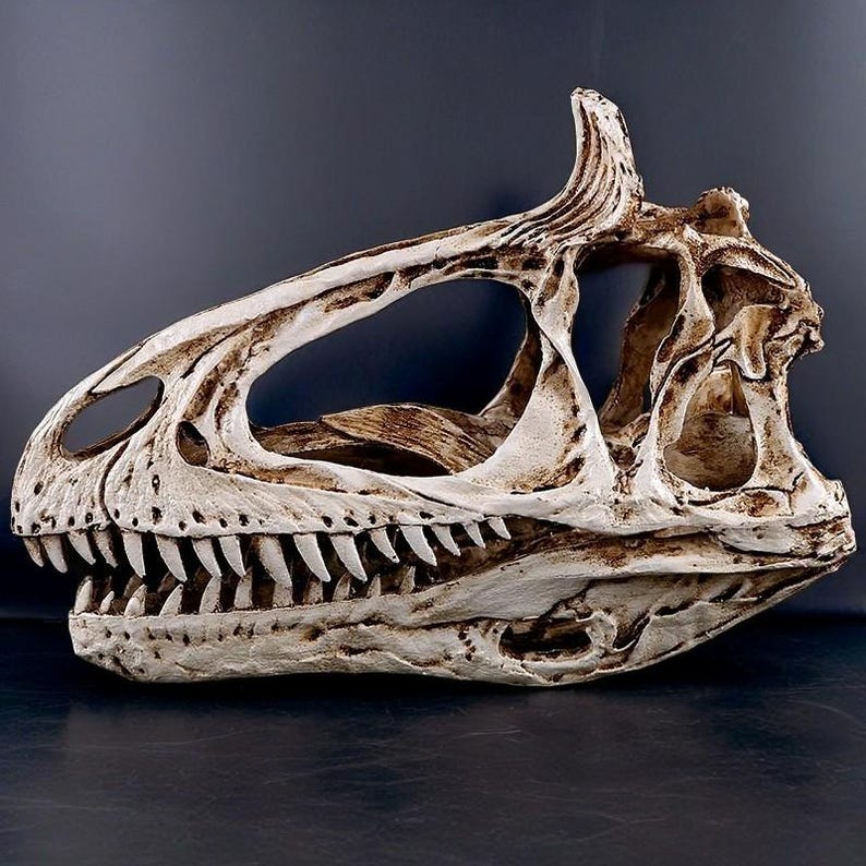 Cryolophosaurus Dinosaur Skull Replica – Resin Fossil Head Model ...
