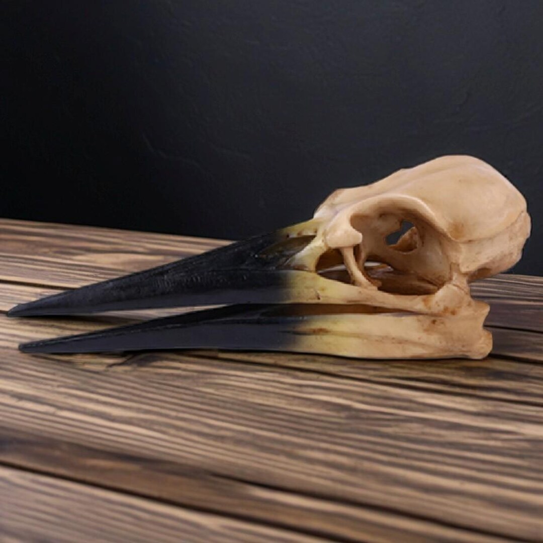Dinosaur Bird Skull Replica, Gothic Raven Resin Skull Sculpture ...