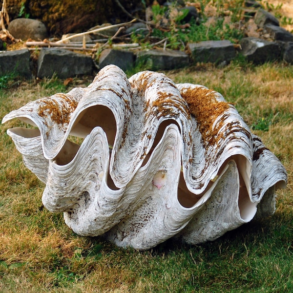 Clam Shell Planter - Etsy
