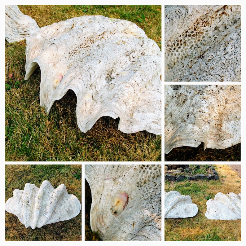 Rare Natural Real Pair 31" * 21" * 13" TRIDACNA GIGAS Sea Shell 1940s ...