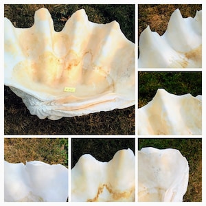 Rare Natural Real Pair 31" * 21" * 13" TRIDACNA GIGAS Sea Shell 1940's ...