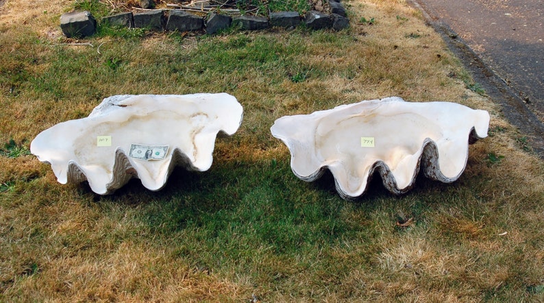 Rare Natural Real Pair 31" * 21" * 13" TRIDACNA GIGAS Sea Shell 1940s ...