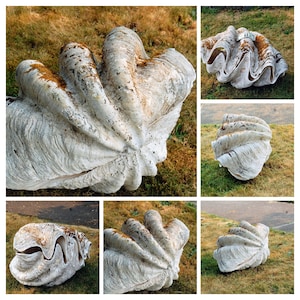 Rare Natural Real Pair 31" * 21" * 13" TRIDACNA GIGAS Sea Shell 1940s ...