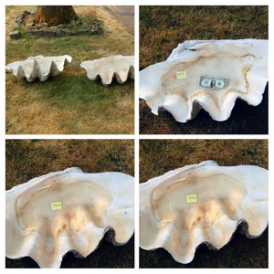 Rare Natural Real Pair 31" * 21" * 13" TRIDACNA GIGAS Sea Shell 1940's ...