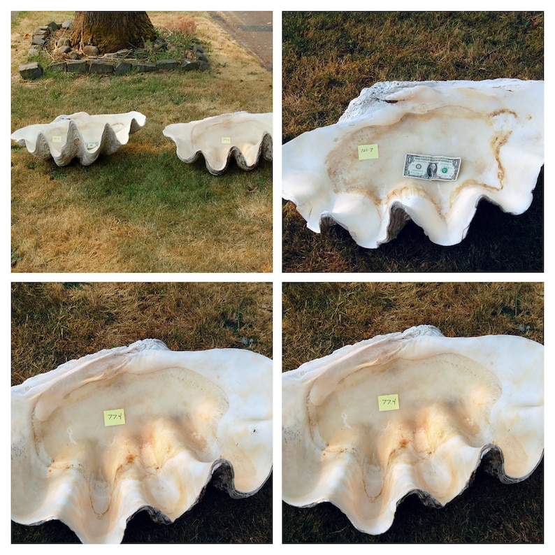 Rare Natural Real Pair 31" * 21" * 13" TRIDACNA GIGAS Sea Shell 1940s ...