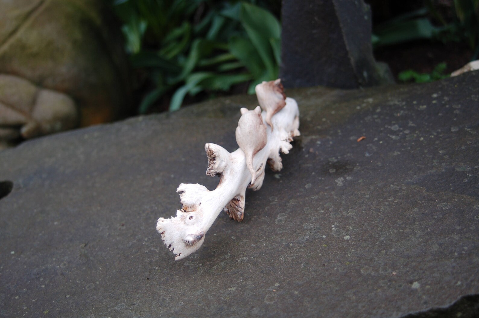Carved Natural Parasite Wood Mice ~ Carved Chinaberry Natural Parasite ...