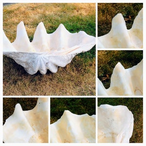 Rare Natural Real Pair 31" * 21" * 13" TRIDACNA GIGAS Sea Shell 1940s ...