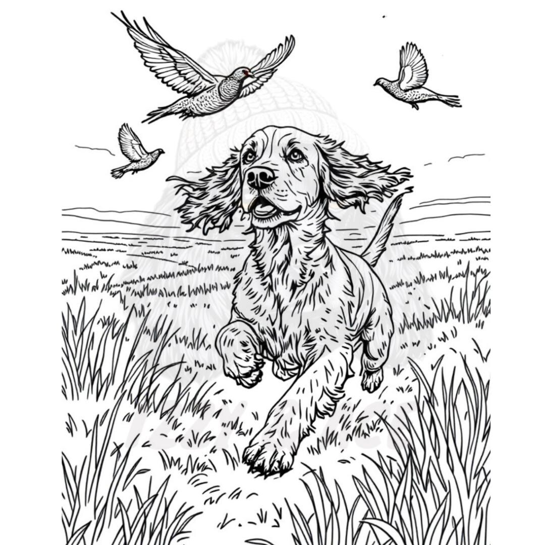 Working Cocker Spaniel Dog Colouring Page - Etsy