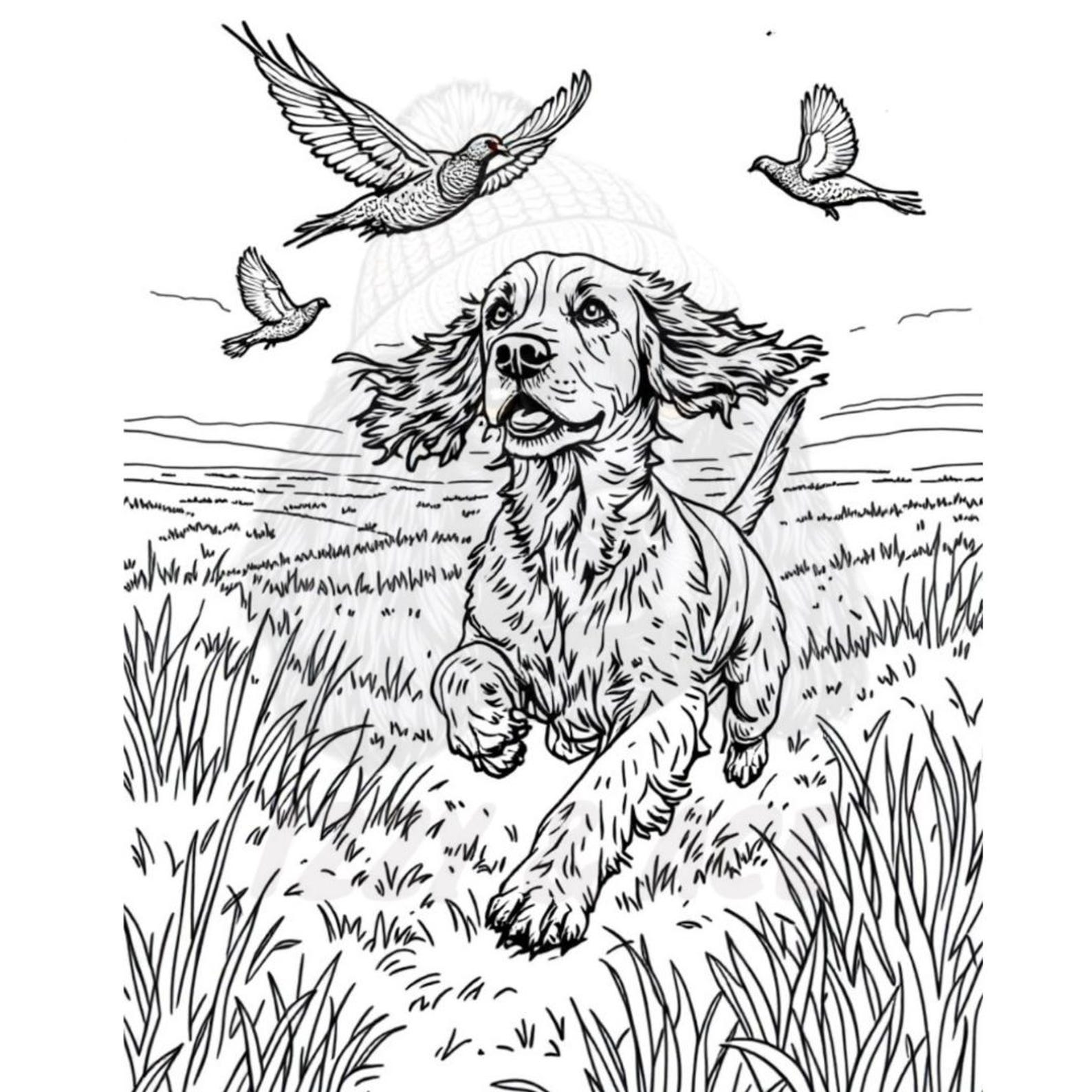 Working Cocker Spaniel Dog Colouring Page - Etsy
