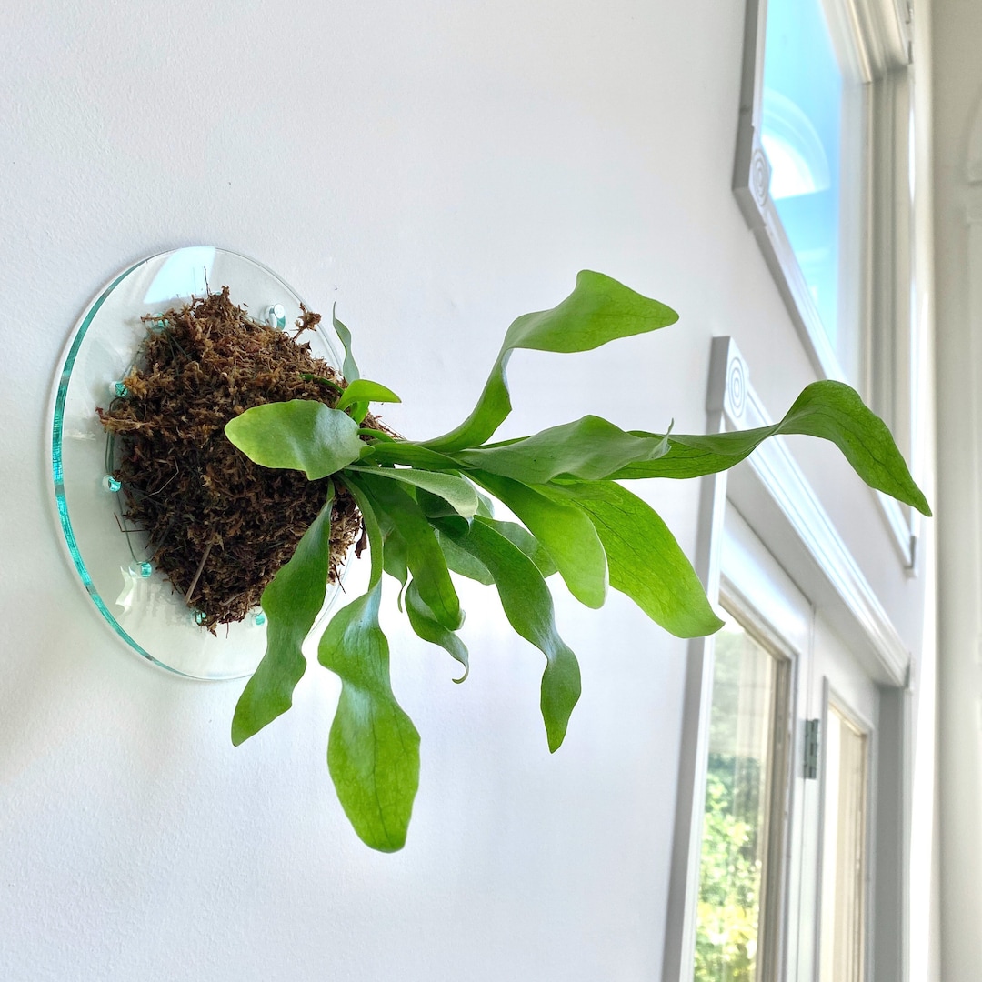 8" Clear Minimalist Mount for Staghorn Fern (plant and Moss Not ...