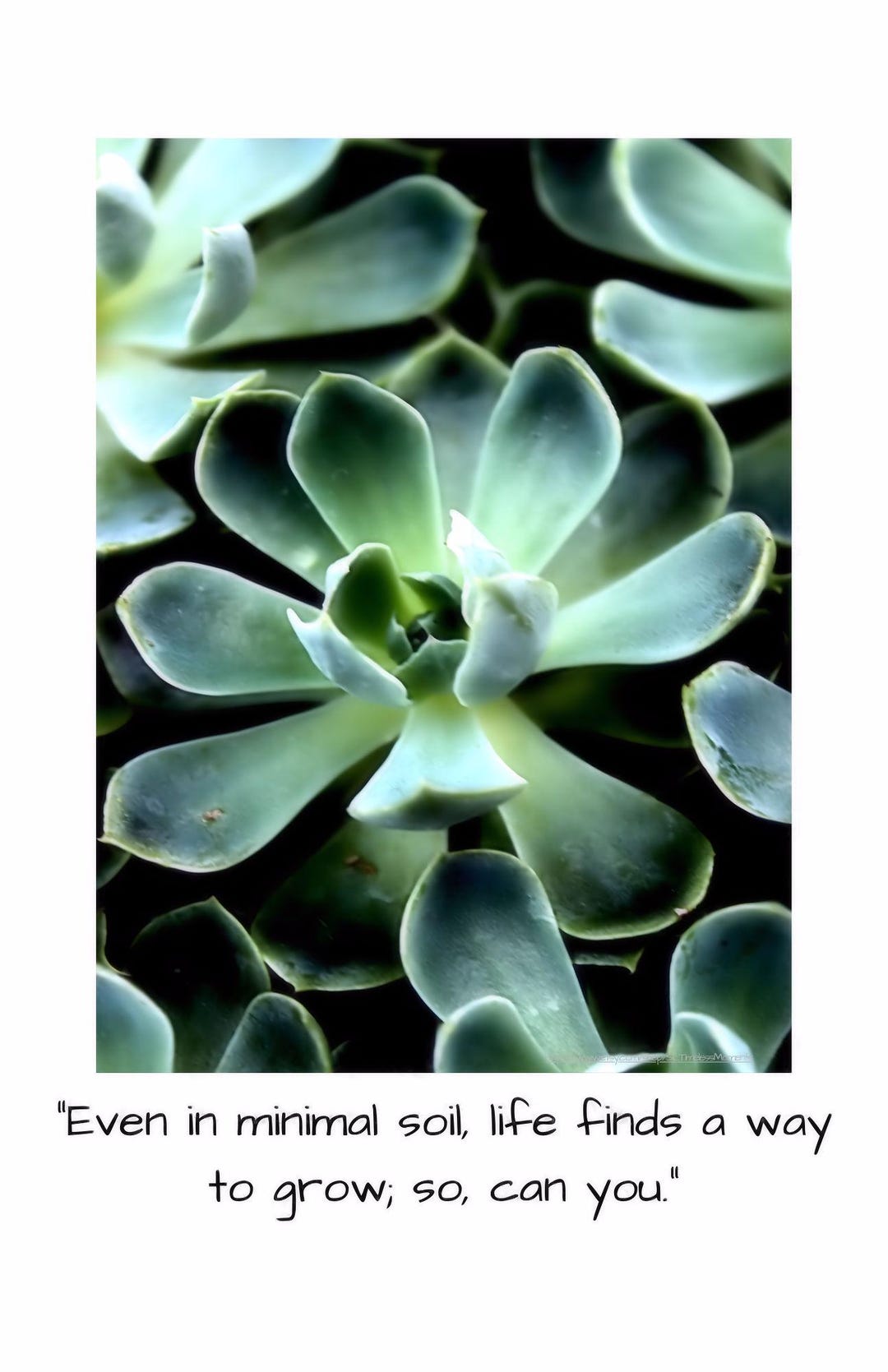 Inspirational Green Succulent Wall Art | 5 Printable Quotes | 11"x17 ...