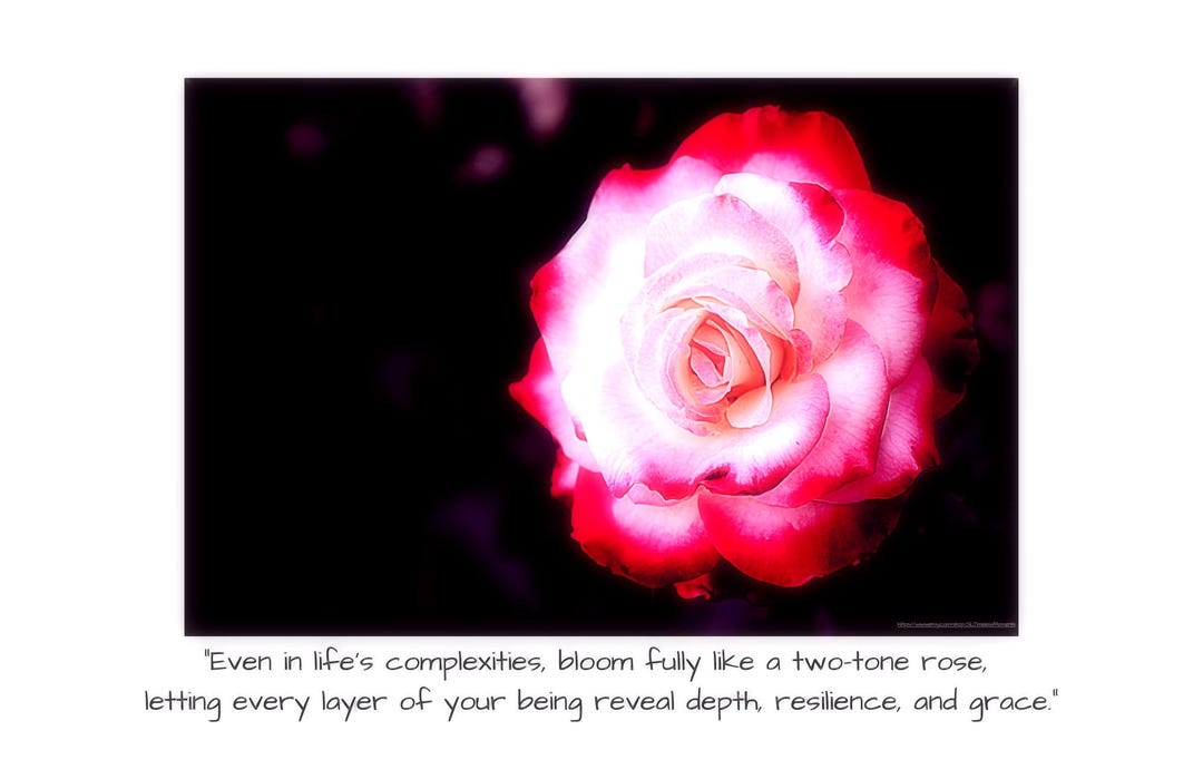 Inspirational Macro Two-tone Rose Wall Art | 5 Motivational Quote ...