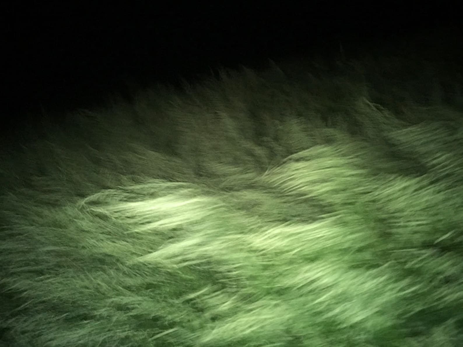 Twilight Green Wild, Meditative Noir, Dark Floral Botanical Perfume ...