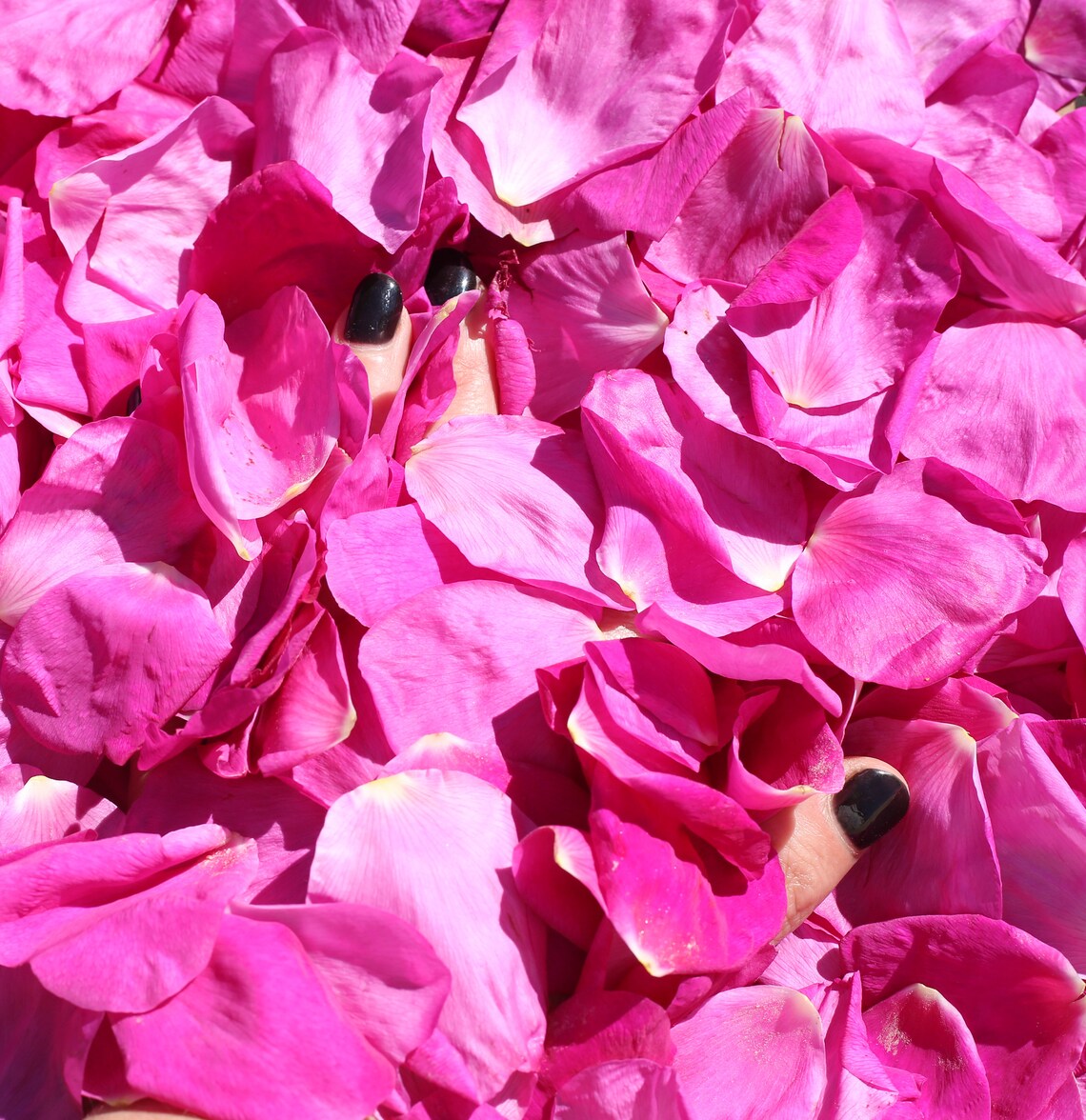 Triple Rose Solstice Elixir Drinkable Fresh Rose Potion - Etsy