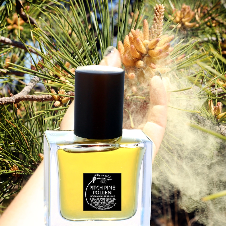 Pitch Pine Pollen - a Softly Haunting Tree-flower & Pine Pollen Amber ...