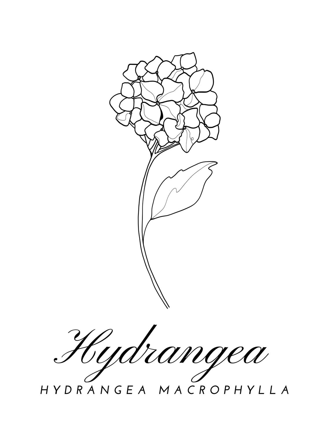 Hydrangea Floral Poster | Minimalist Line Art Wall Decor | Printable ...