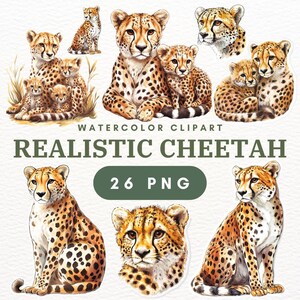 26 PNG Realistic Cheetah Clipart – Cartoon Cheetahs, Safari Animals ...