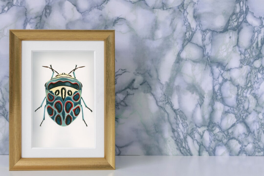 Watercolor Insect Print: Sphaerocoris Annulus (picasso Shield Bug ...