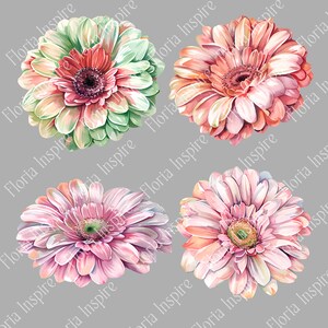 Pastel Gerbera Watercolor Clip Art Set: Transparent PNG Floral ...