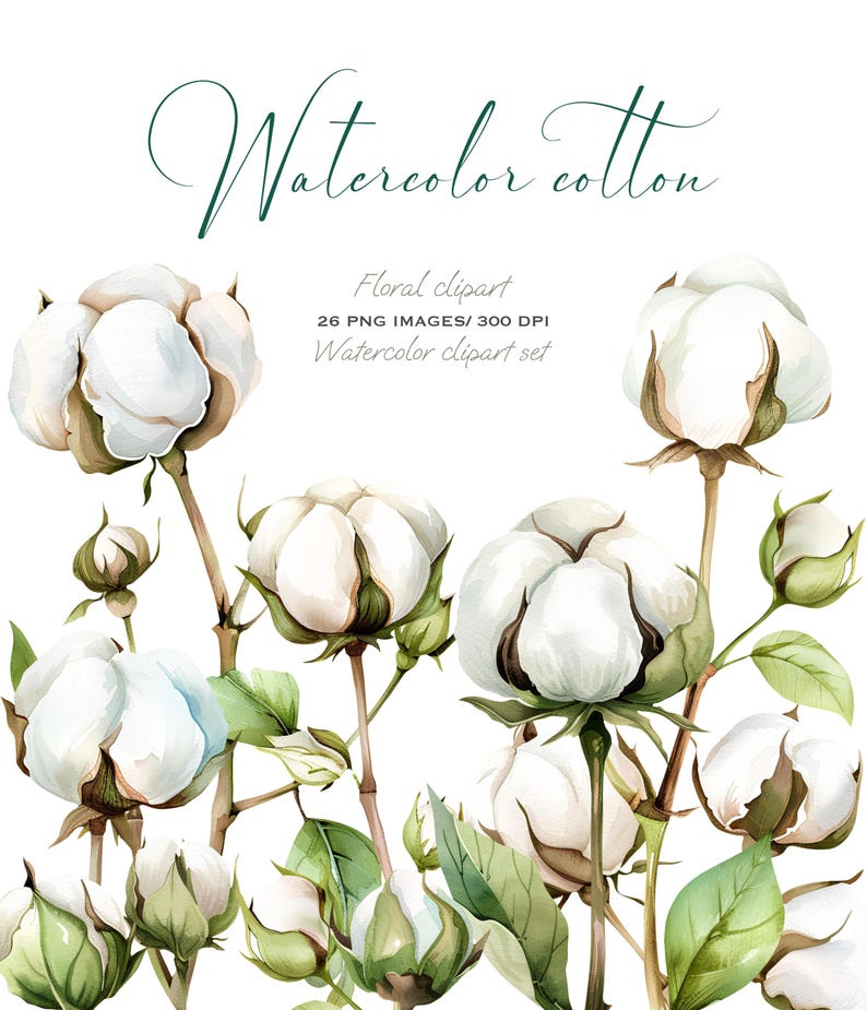 Hand-painted Watercolor Cotton Flowers PNG: Rustic Boho Floral Clipart ...