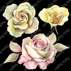Handpainted Watercolor Rose Clipart Set: Botanical PNG Floral Art for ...