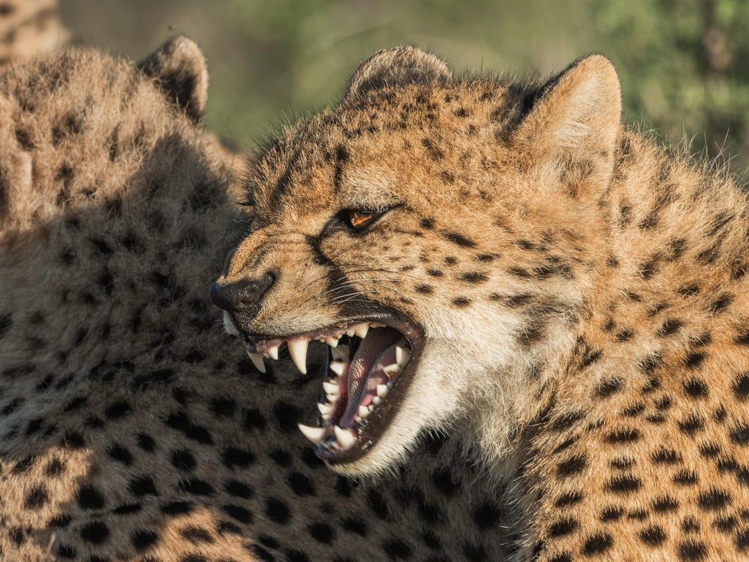 Cheetah Portrait Print Wildlife Animal Digital Print Wall Art Home ...