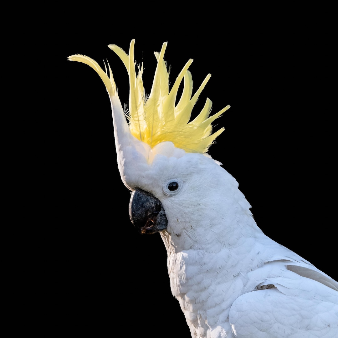 Cockatoo Portrait Print Wildlife Animal Digital Print Wall Art Home ...