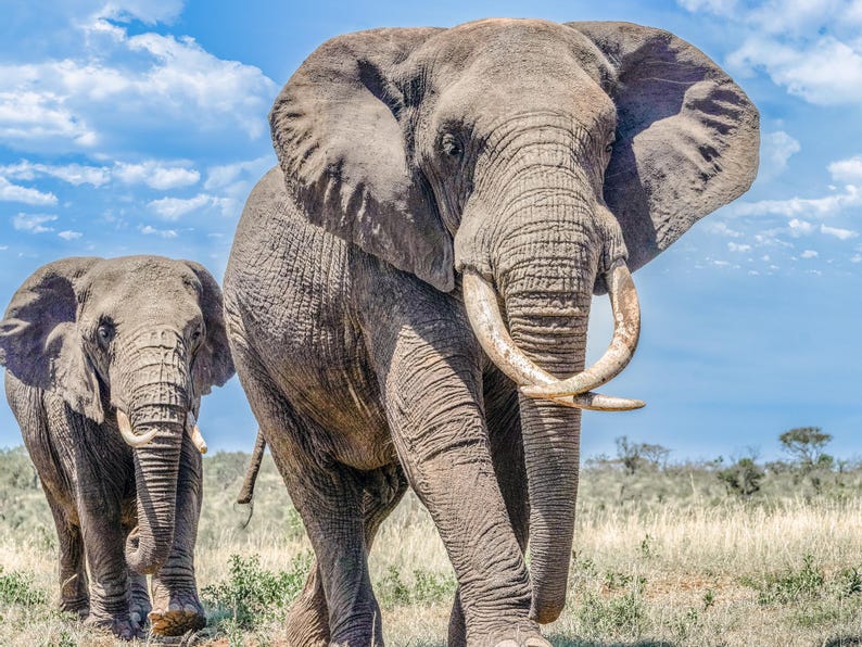 African Elephant Print Animal Print Wildlife Photography Wall Art Home ...