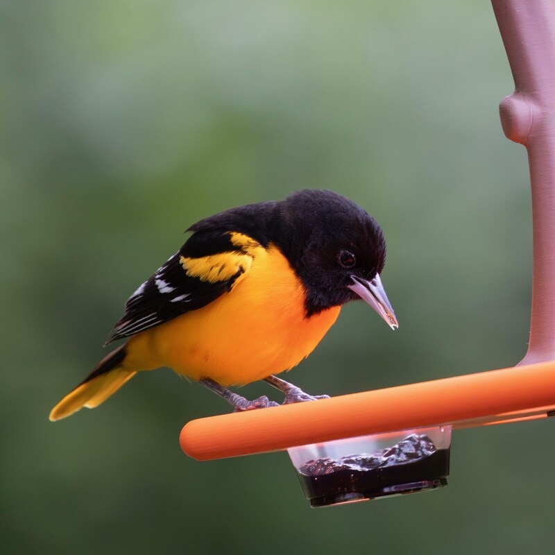Oriole Feeder - Etsy