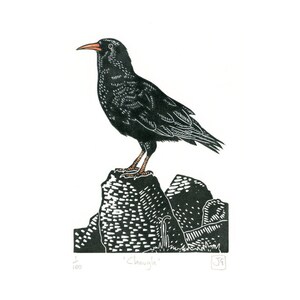 Chough Three-colour Linocut Print - Etsy