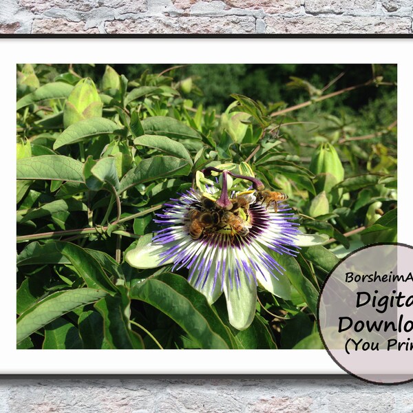 Passion Bee Flower - Etsy
