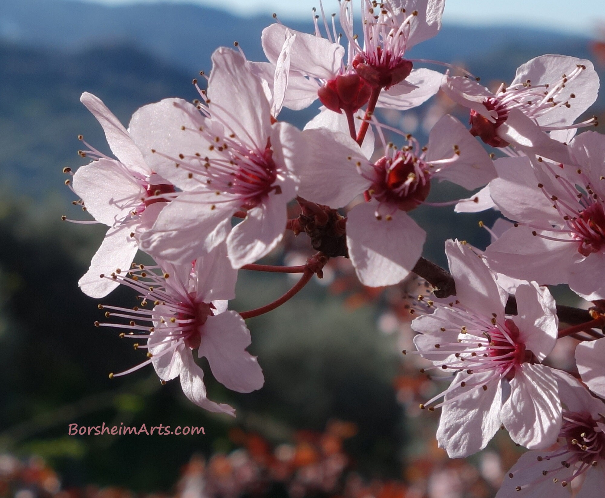 Flowering Plum Tree Pink Flowers Photo Purple Red Blossoms - Etsy