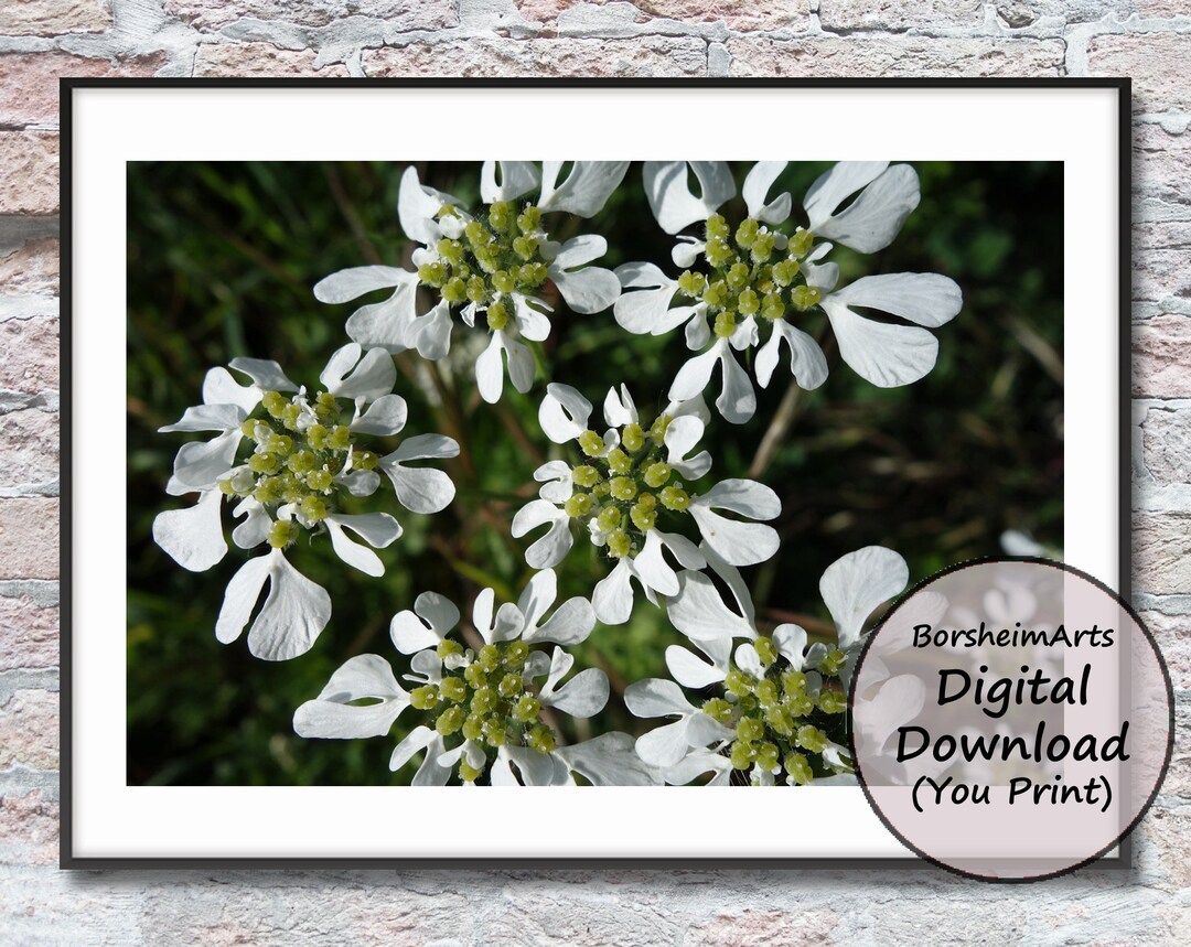 White Wildflower Photography, Heart Shaped Flower Print, Close up ...