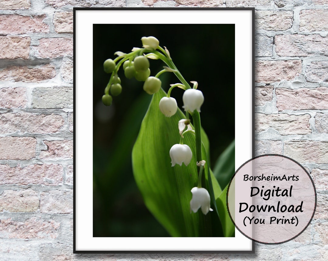 Lily of the Valley Flower Photography Botanical Preformatted Art Card ...