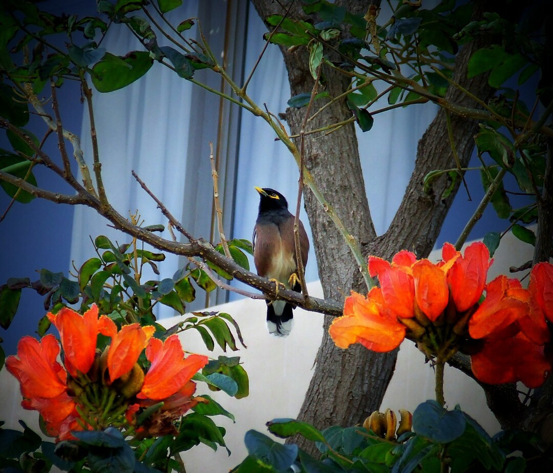 Maui Myna Bird in an African Tulip Tree Item P-6 - Etsy