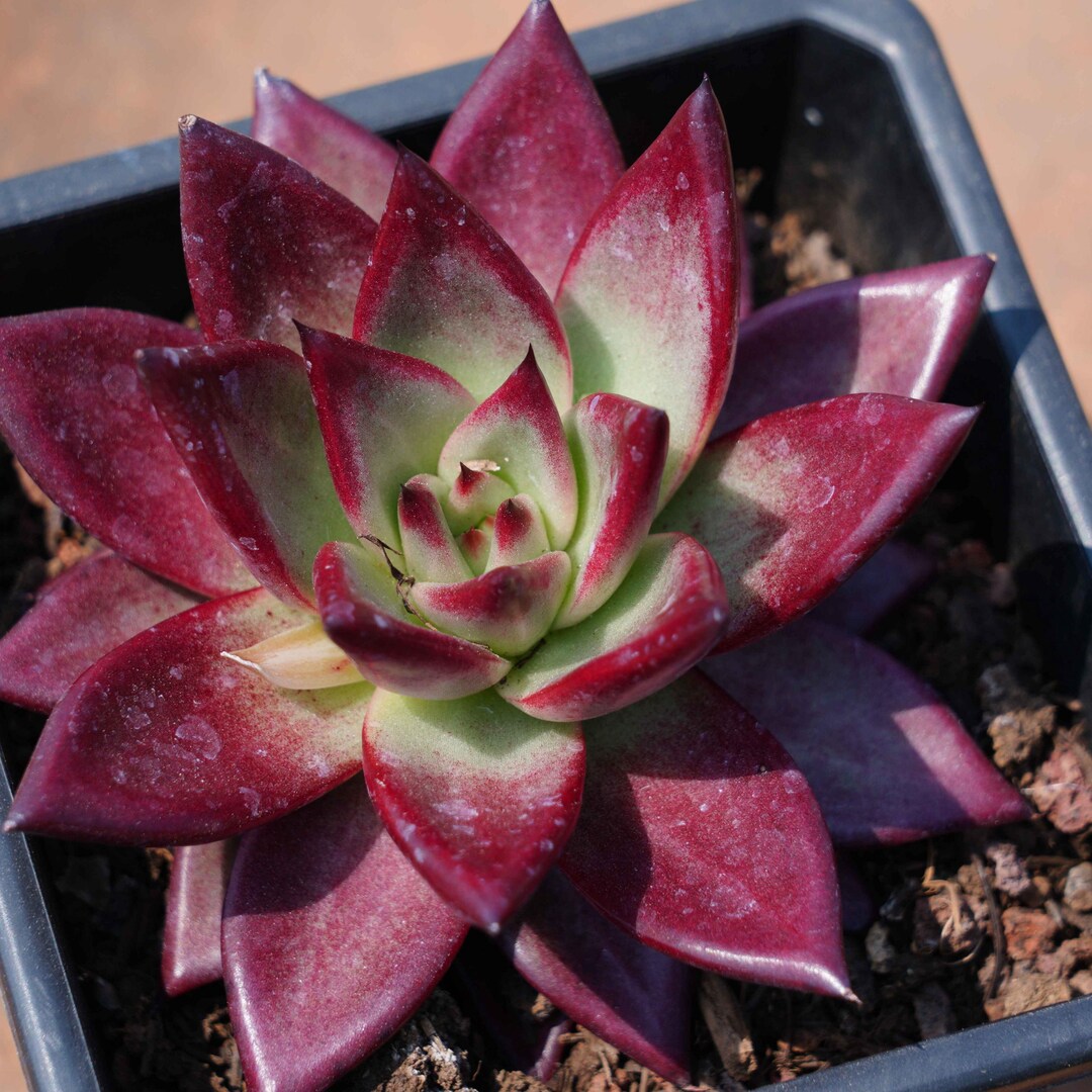 Echeveria Roca - Colorful Succulents | Beginner - Friendly Houseplants ...