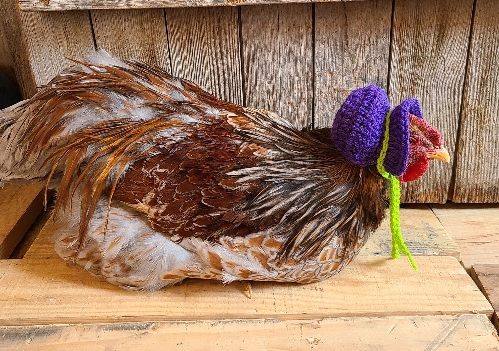 Crochet Pattern / Chicken Bonnet / Spring Chicken / Chicken | Etsy
