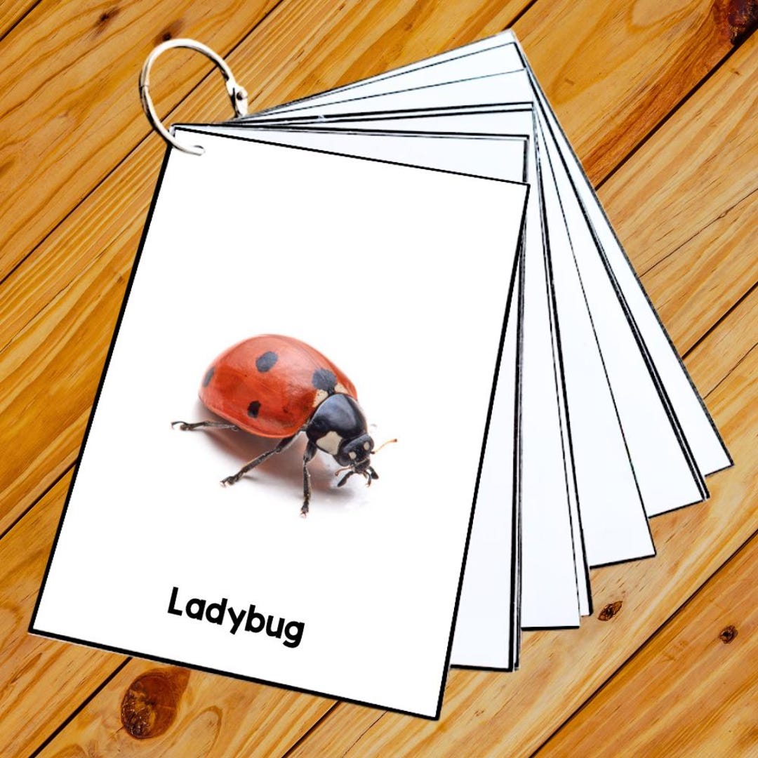 Insects - 50 Editable Montessori Cards- Flash Cards Nomenclature ...