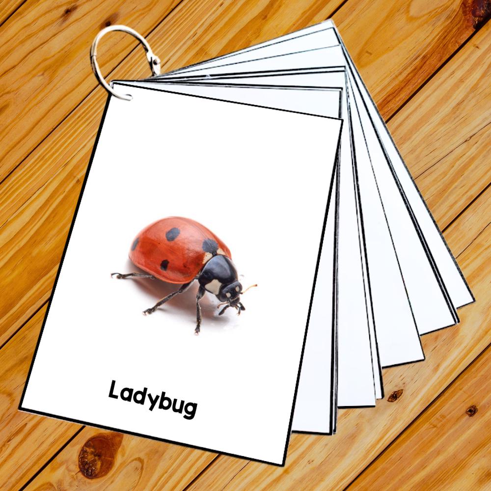 Insects - 50 Editable Montessori Cards- Flash Cards Nomenclature ...