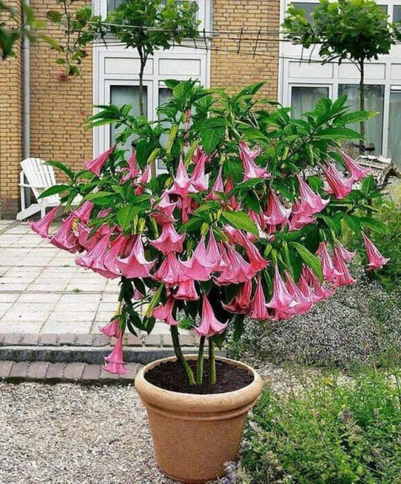 Brugmansia Trompet Tree Seeds: Organic Gardening, Indoor & Outdoor ...
