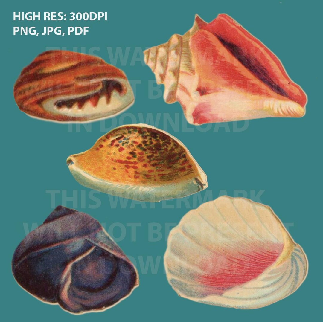 Vintage Seashell Illustrations – Digital Download | PNG, JPG & PDF ...