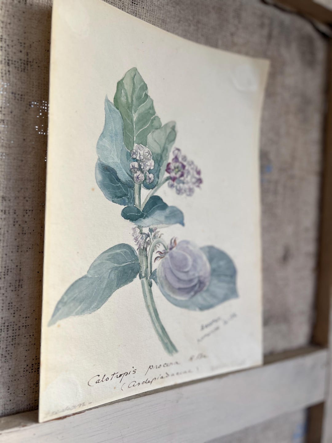 Vintage Botanical Drawing Watercolour Calotropis Procera/ Giant ...