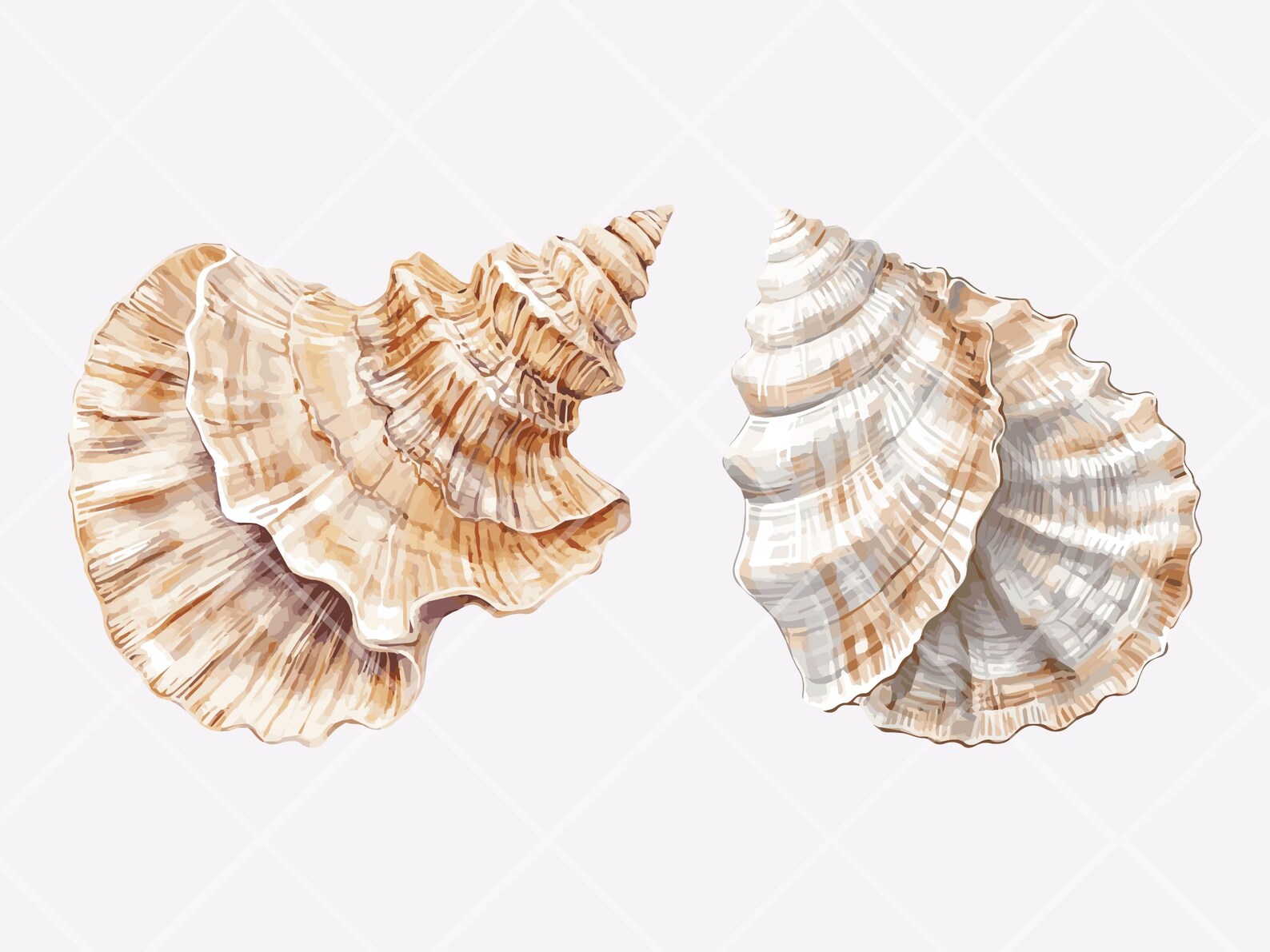 Watercolor Seashells Clipart Seashells Graphics Seashells Illustrations ...