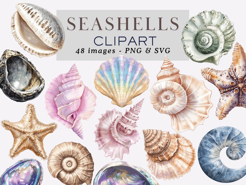 Watercolor Seashells Clipart Seashells Graphics Seashells Illustrations ...