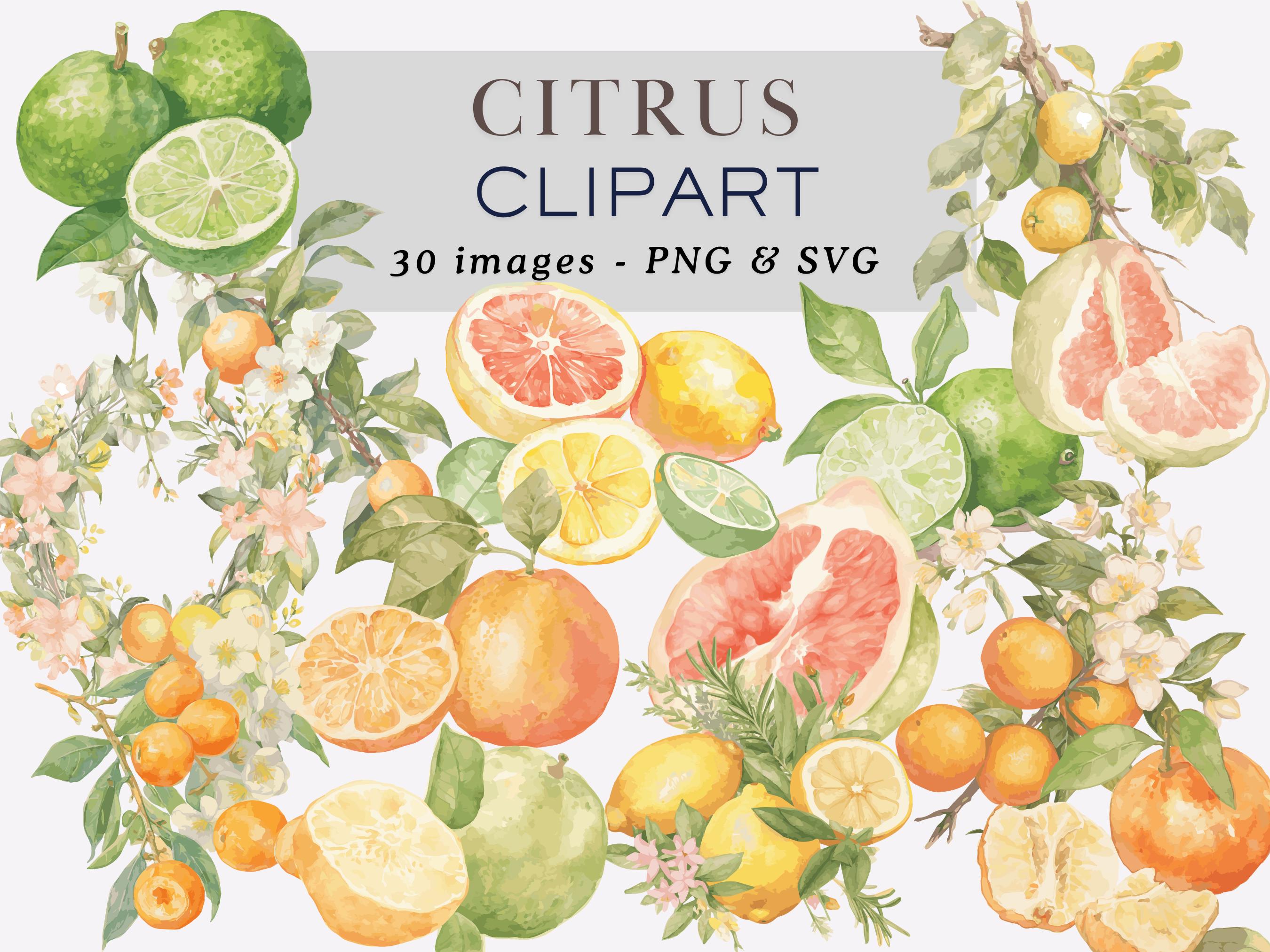 Citrus Clipart Citrus Graphics Lemon Clipart Lemon Graphics Citrus Svg ...