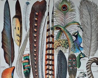 Bird Feather Print | Etsy